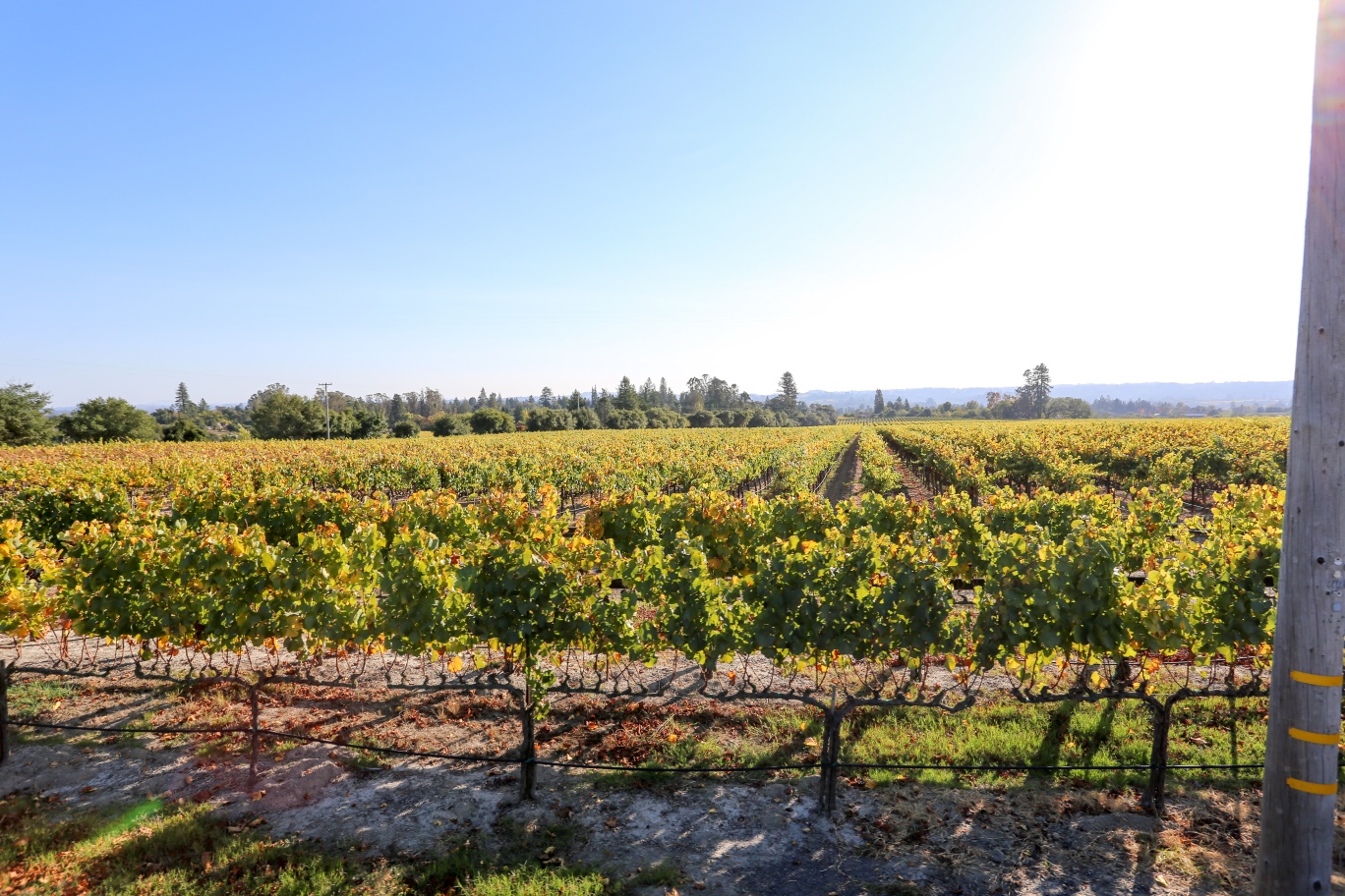 Esca and Young Vine Decline: what you should know - Advanced Viticulture