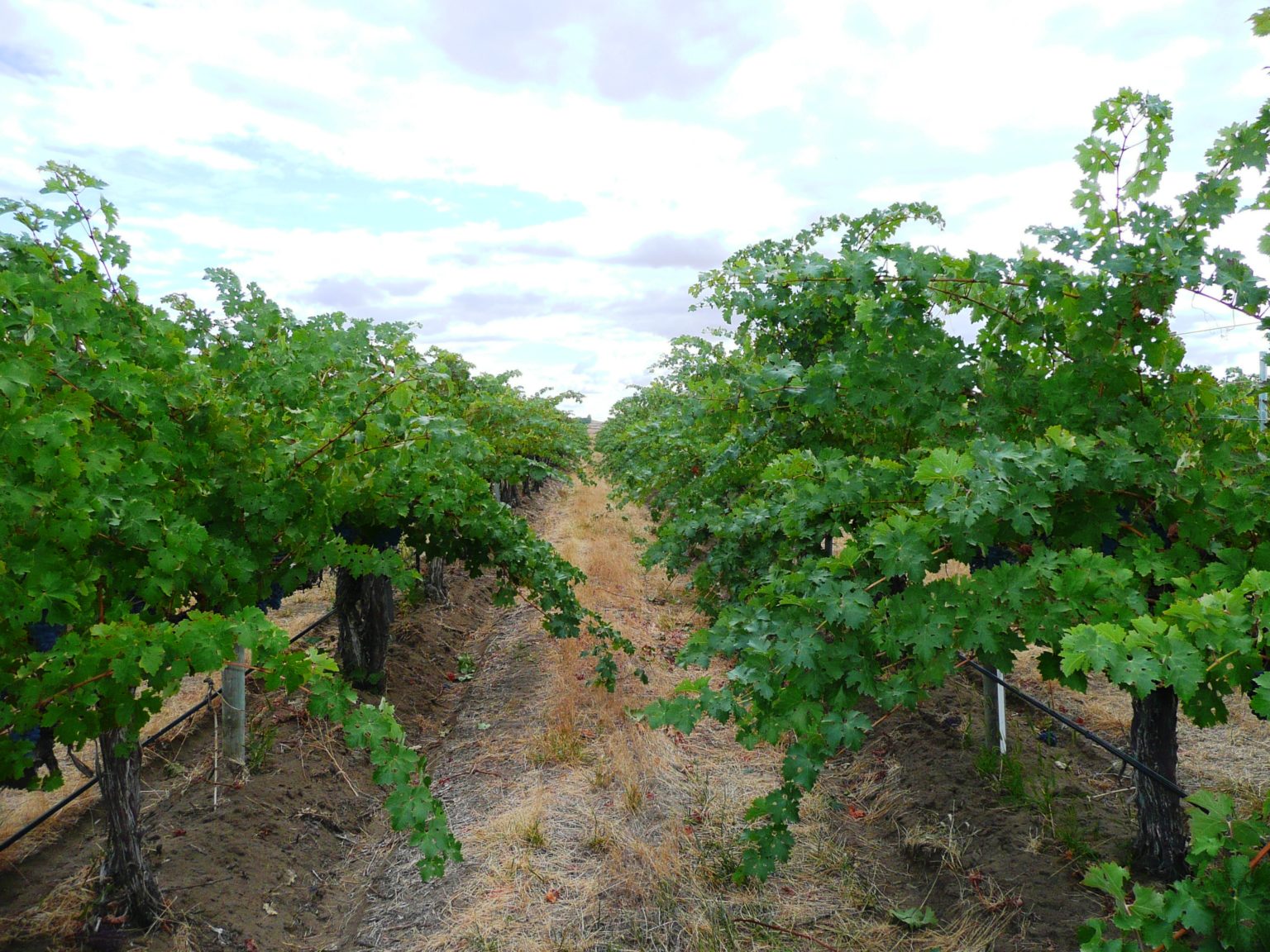 Rootstock: the biggest mistake you can make in your vineyard - Advanced ...