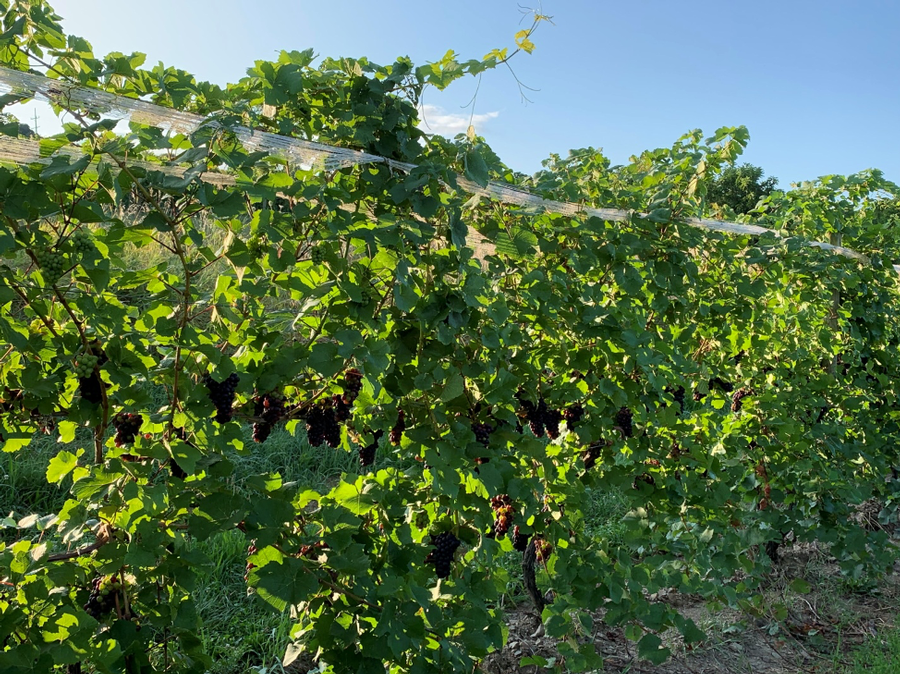 Choosing a Trellis System - Advanced Viticulture