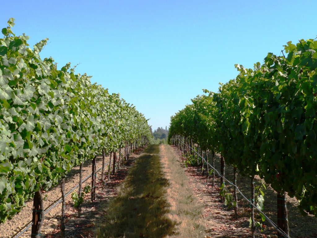 Choosing a Trellis System - Advanced Viticulture