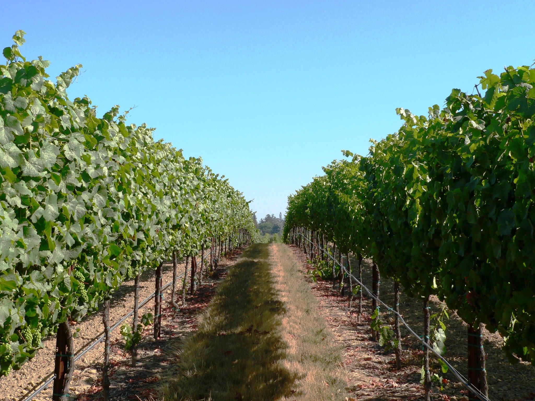 Choosing a Trellis System - Advanced Viticulture