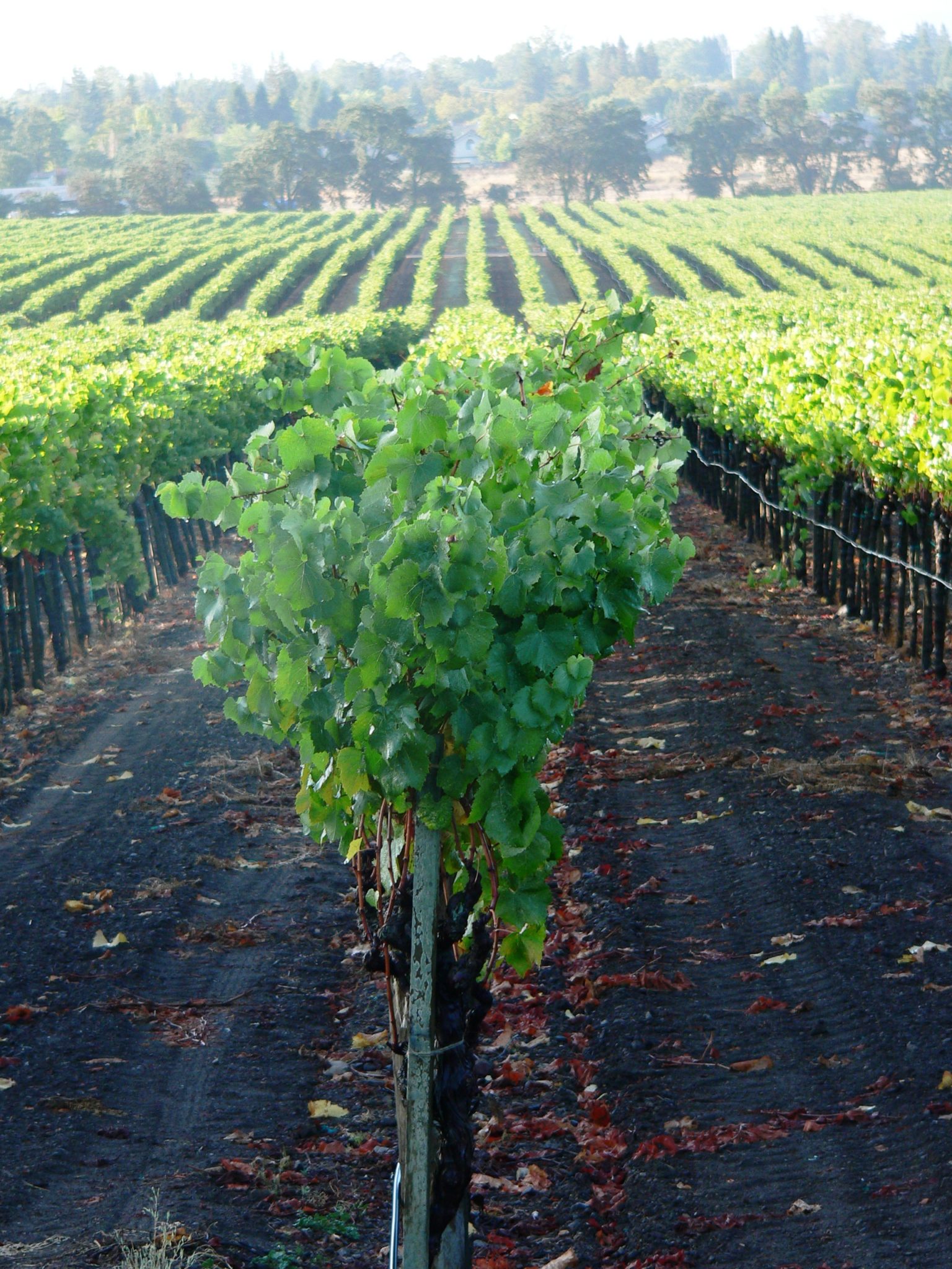 Choosing a Trellis System - Advanced Viticulture