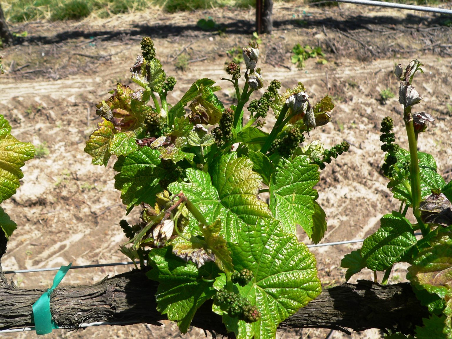 What, when, where, why: Fertilizer applications throughout the season ...