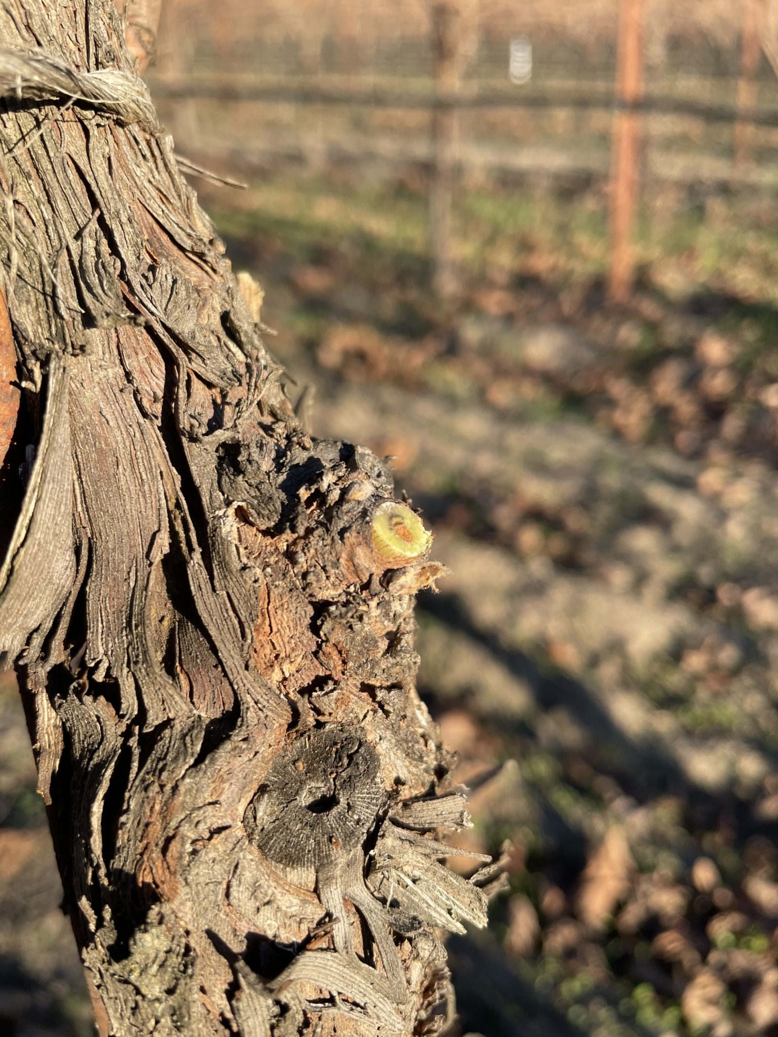 What is sap flow pruning and how can I apply it in my vineyard ...