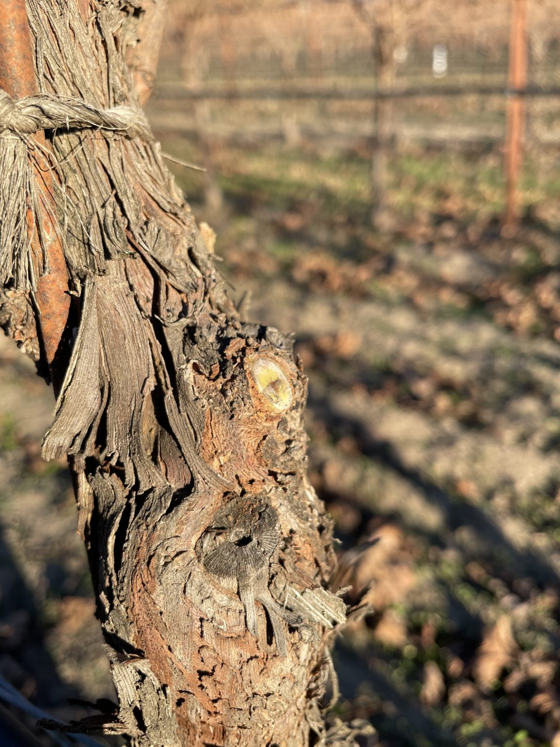 What is sap flow pruning and how can I apply it in my vineyard ...