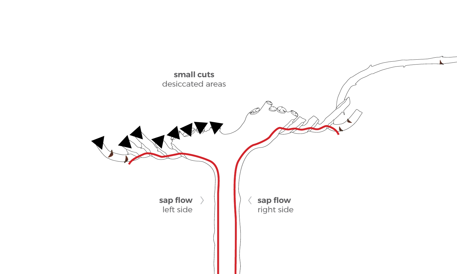What is sap flow pruning and how can I apply it in my vineyard ...