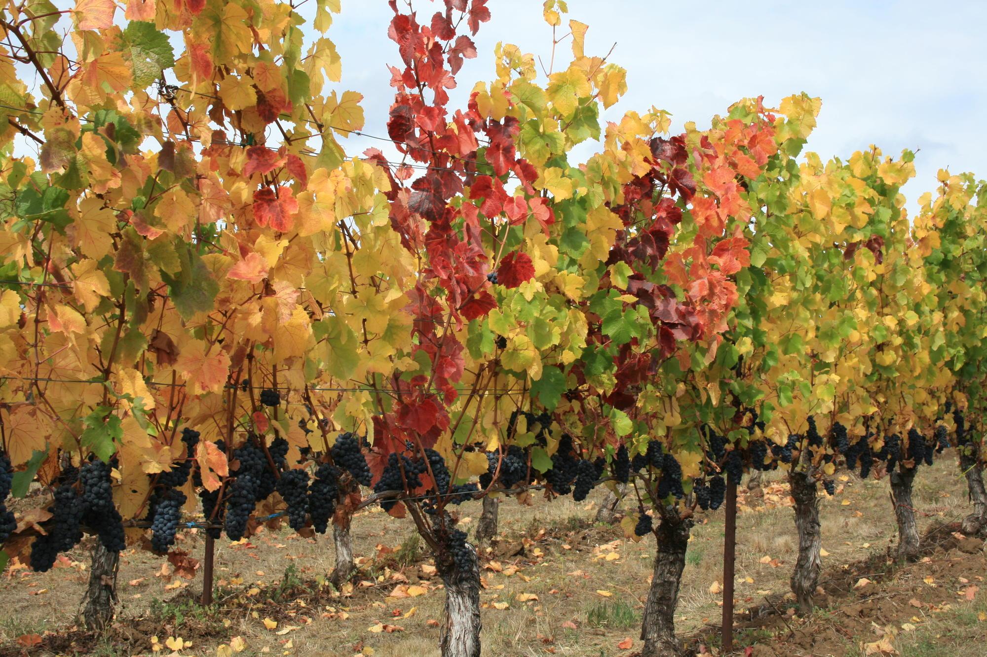Ask a viticulturist: How do I manage my Red-Blotch-infested vineyard ...