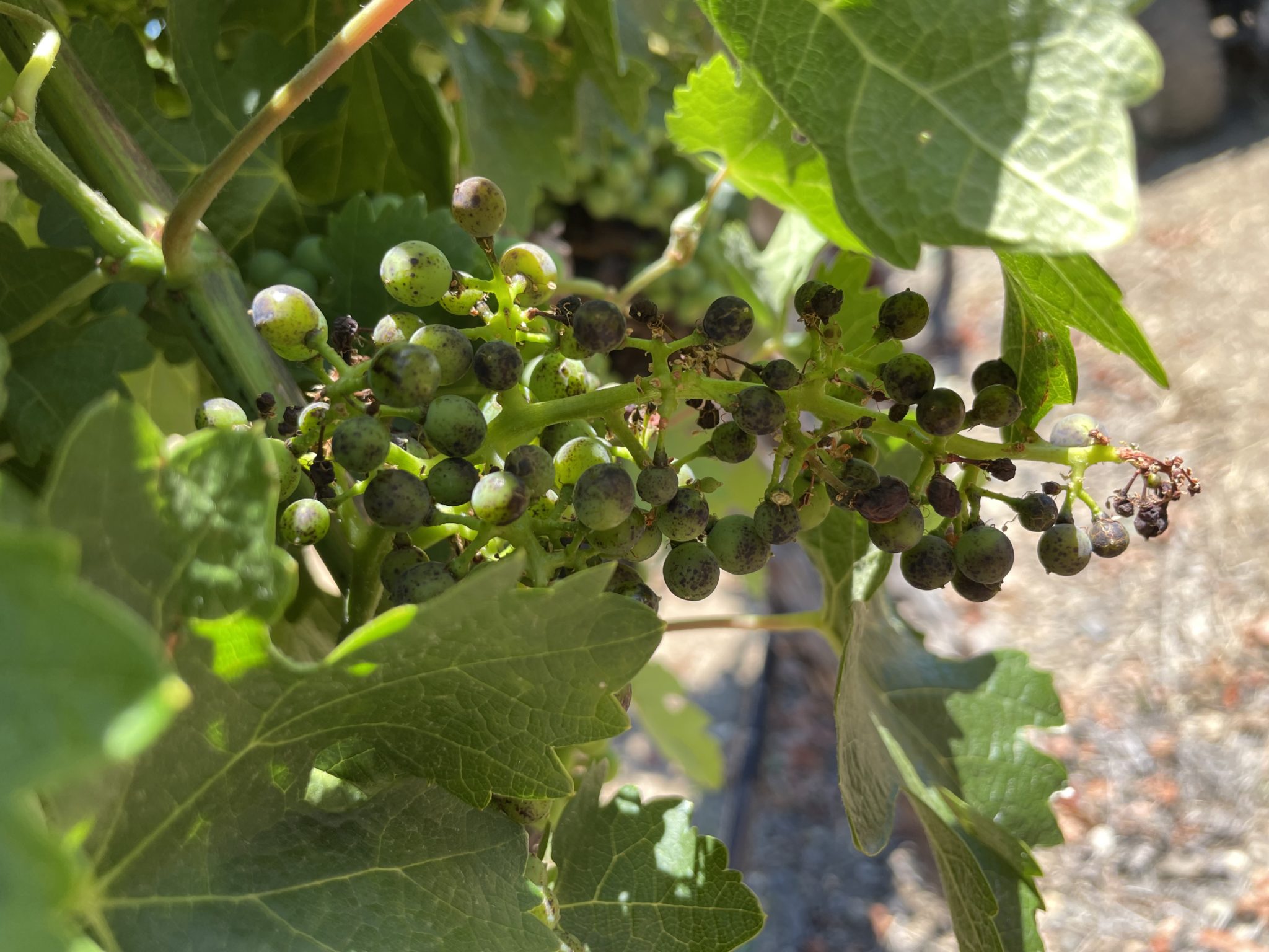 Esca and Young Vine Decline: what you should know - Advanced Viticulture