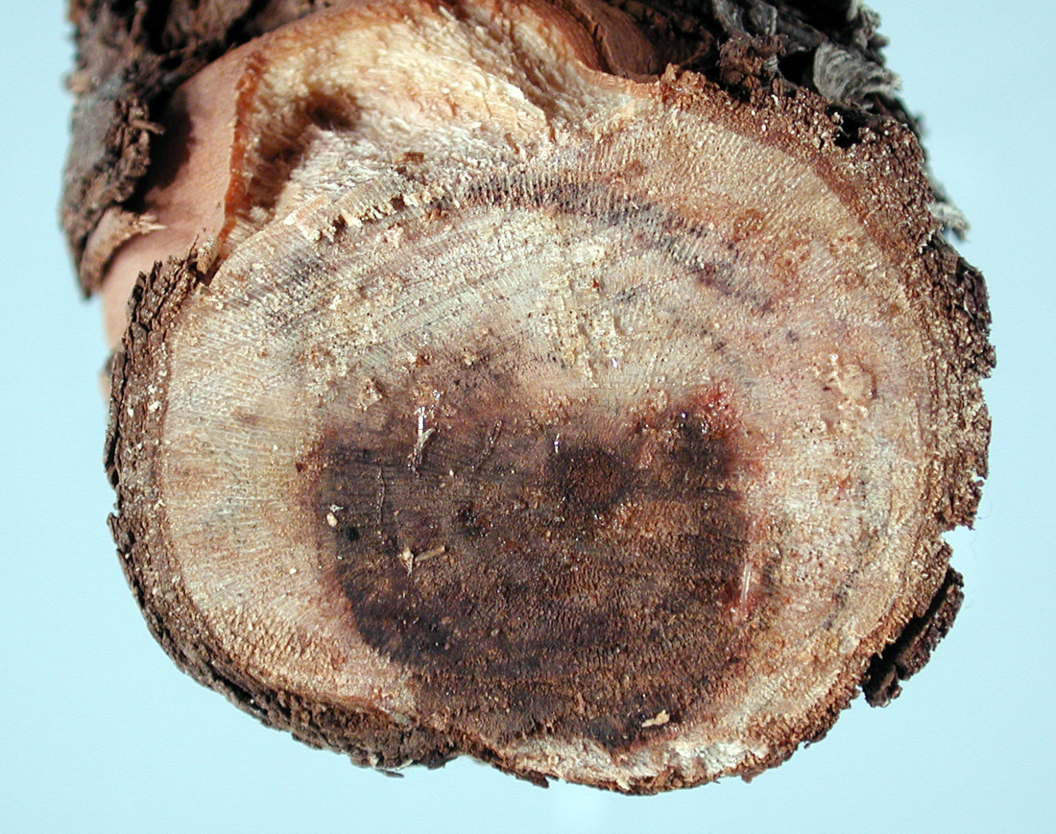 Esca and Young Vine Decline: what you should know - Advanced Viticulture