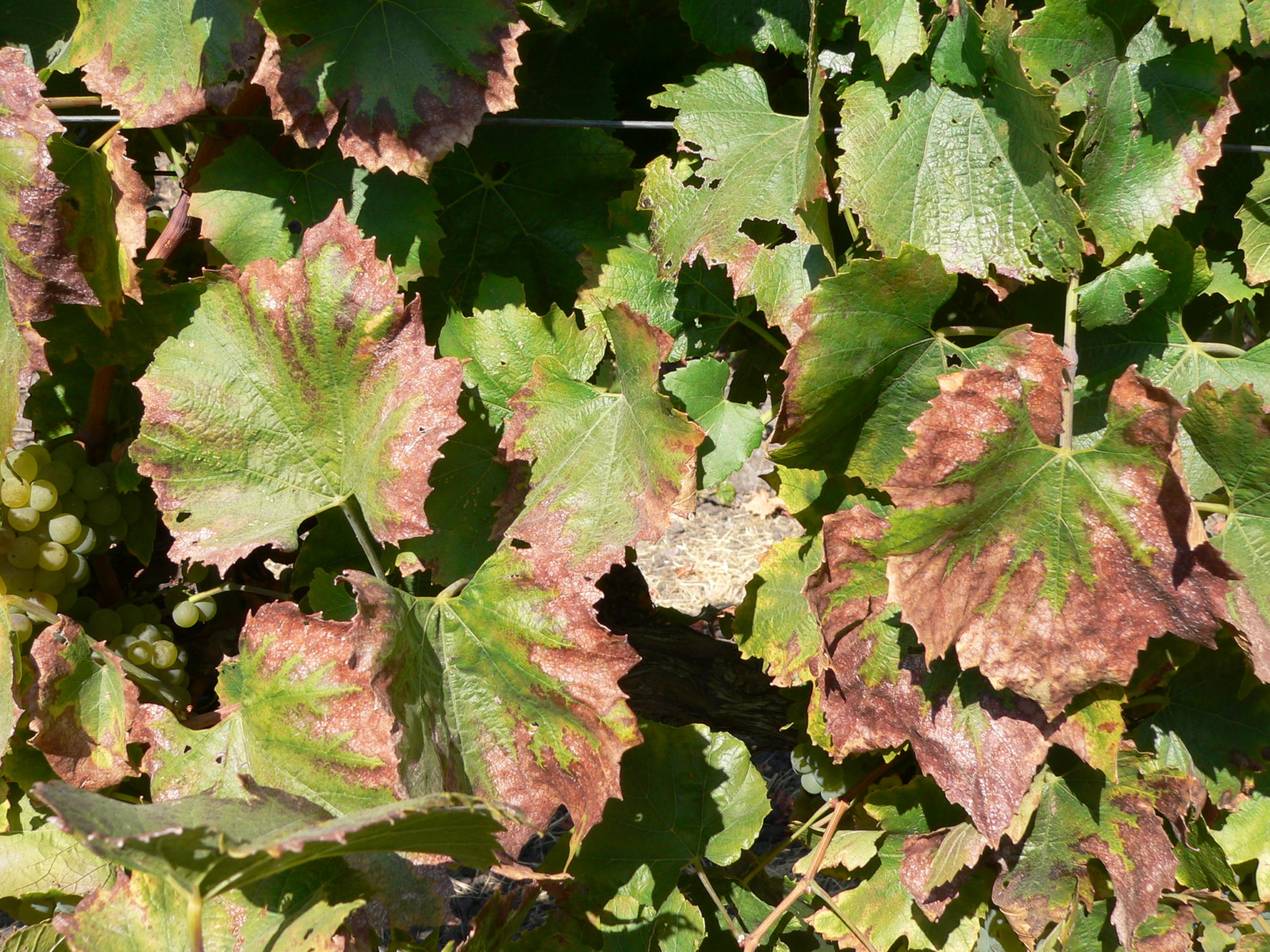 Fear not! Potassium is your friend - Advanced Viticulture
