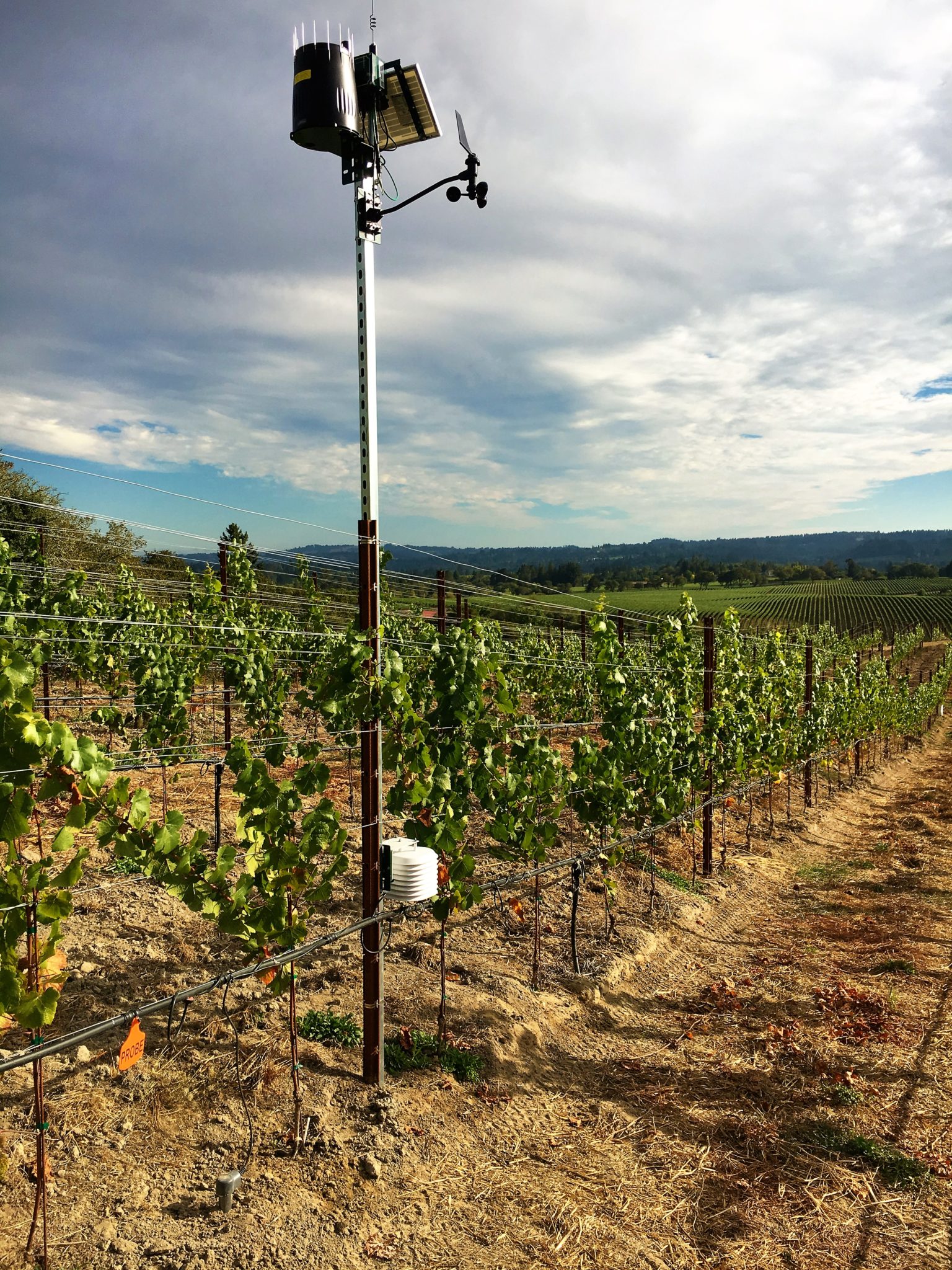 Planting a vineyard? Not so fast. - Advanced Viticulture
