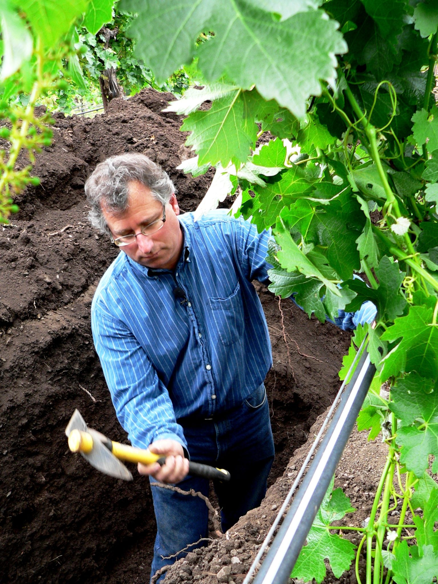 Planting a vineyard? Not so fast. - Advanced Viticulture