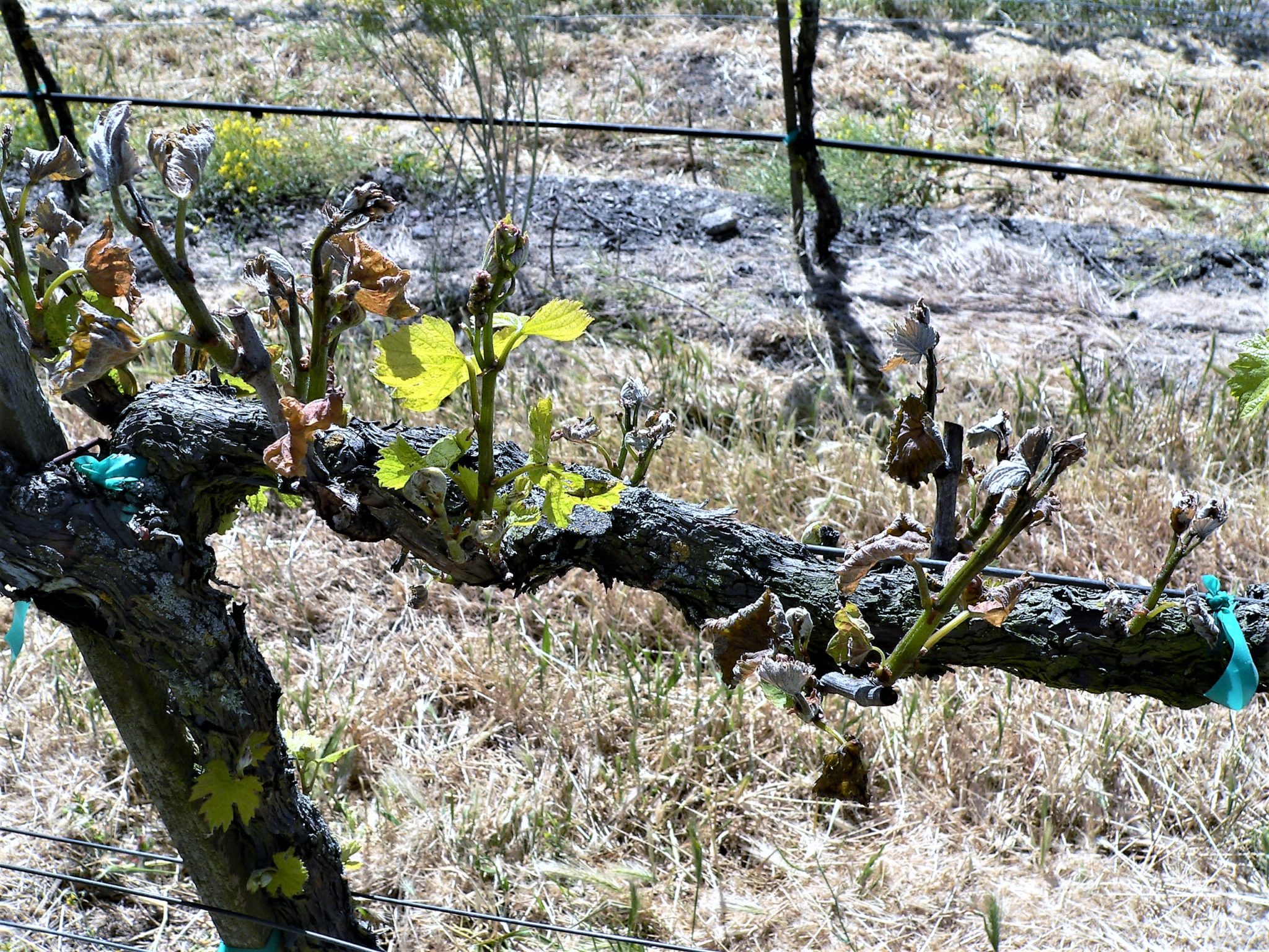 Breaking down frost protection | Advanced Viticulture