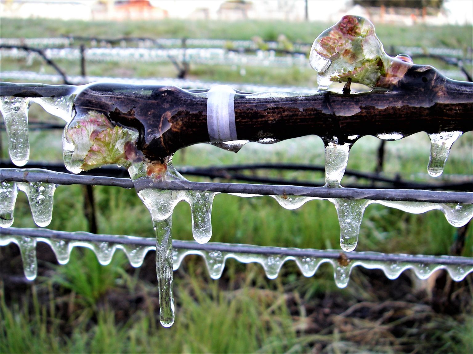 Breaking down frost protection - Advanced Viticulture