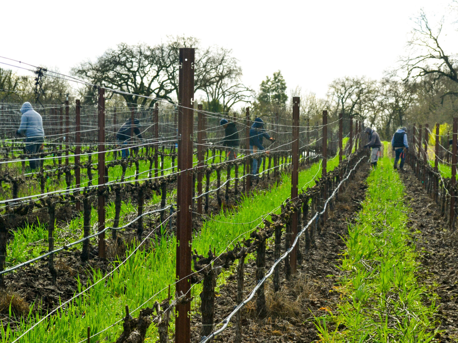 New Home - Advanced Viticulture